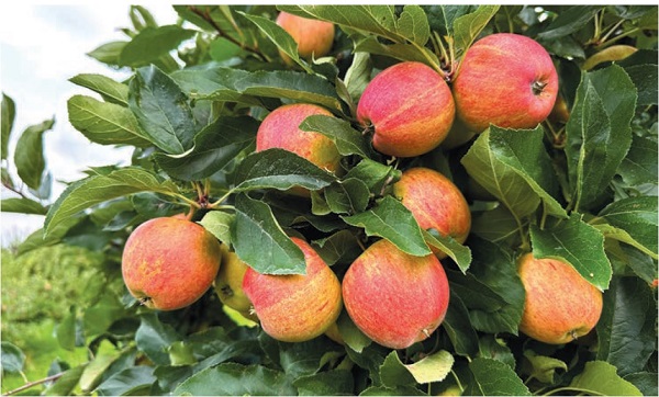 Sandisfield Times - All the Work Up at Riiska Brook Orchard